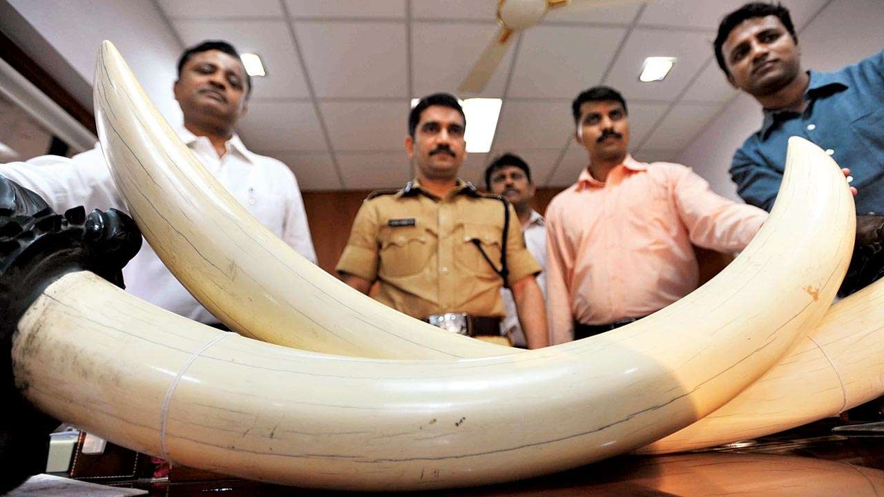 Smugglers take mobile app route to carry illicit animal parts trade