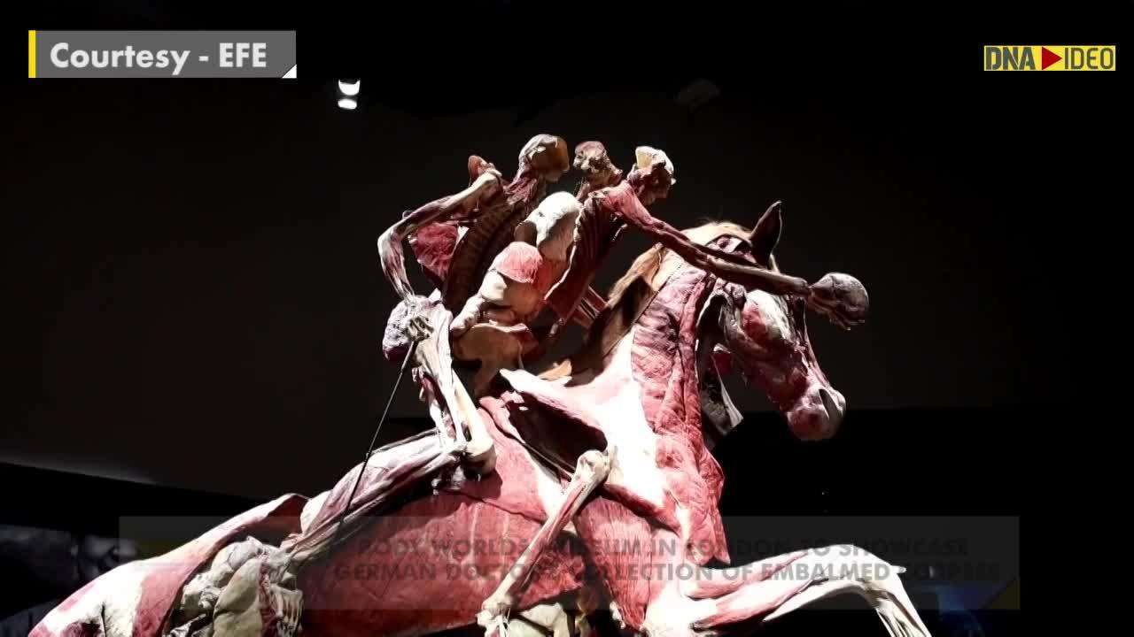 Body World's Museum in London to showcase collection of embalmed corpses