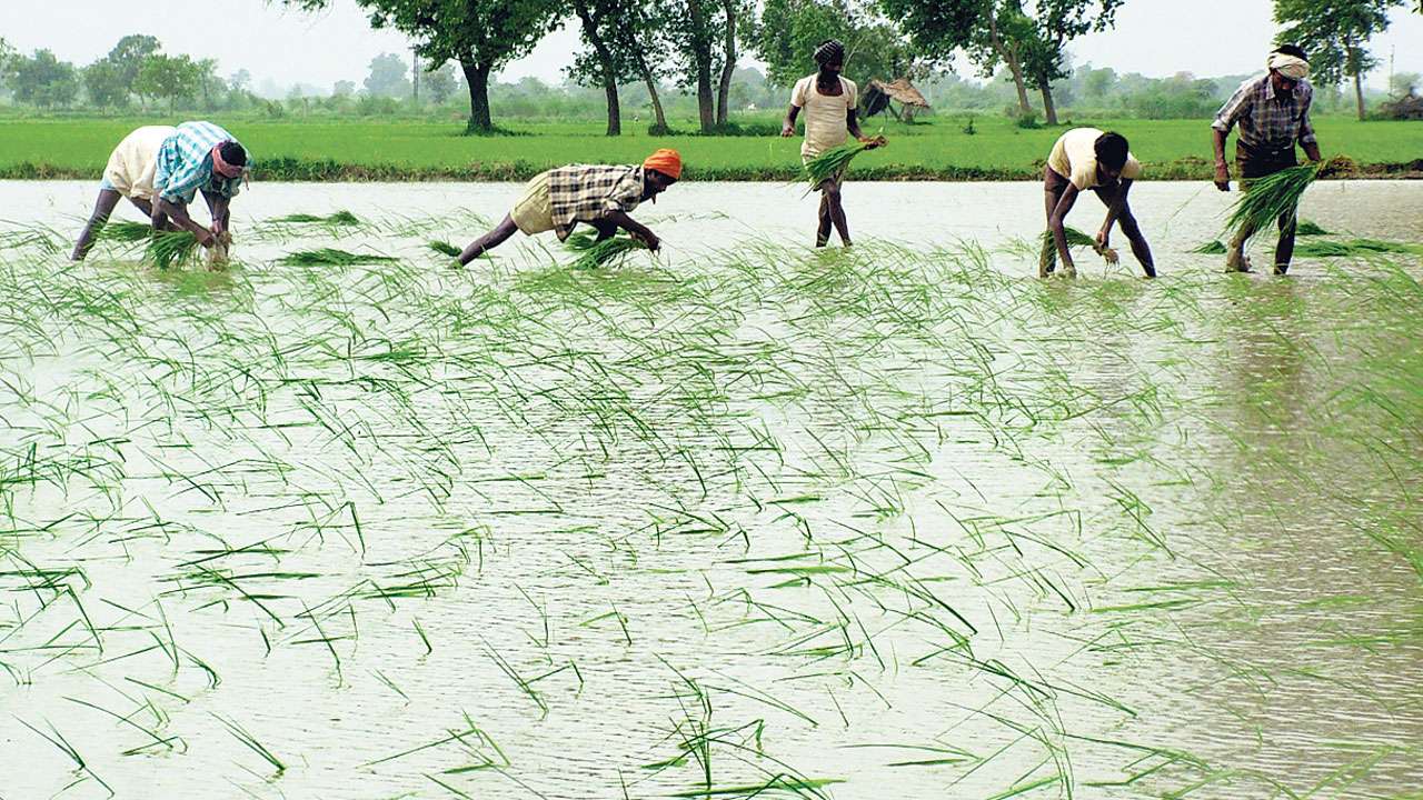 Normal monsoon, but farm income may stay subdued