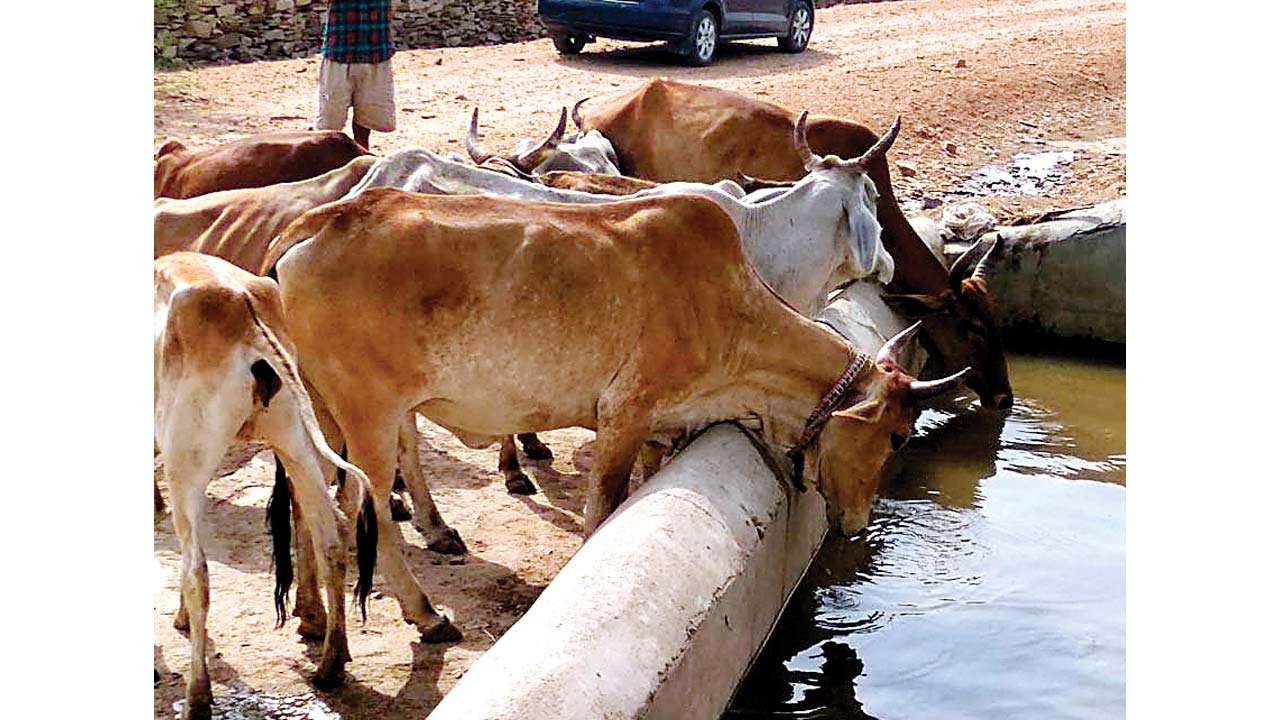 In a bid to help 'rashtra mata', Uttarakhand buys 10,000 cows from military