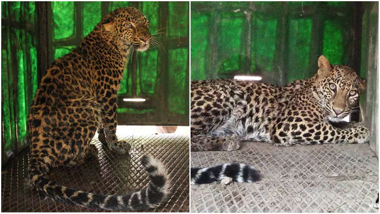 Maharashtra: 3-year old leopard rescued from a 50 feet well, second one ...