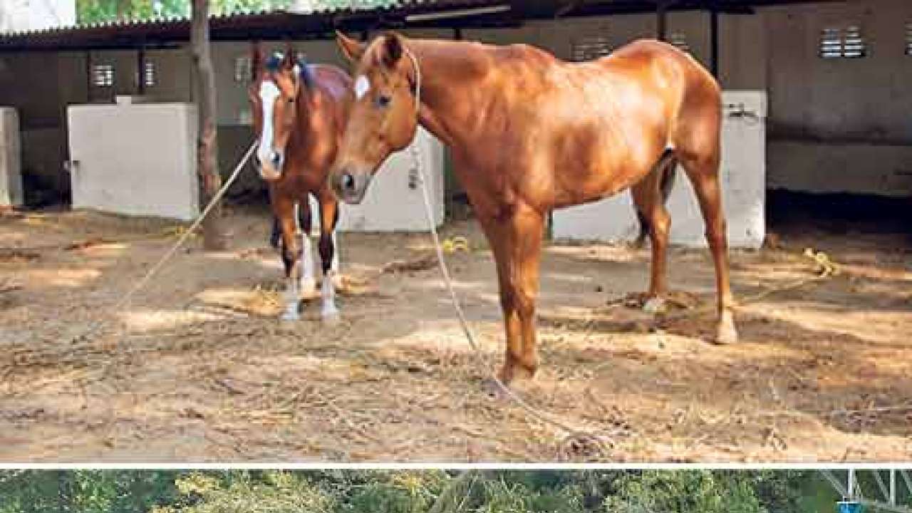 Assam Rifles hands over 15 trained horses to Myanmar army