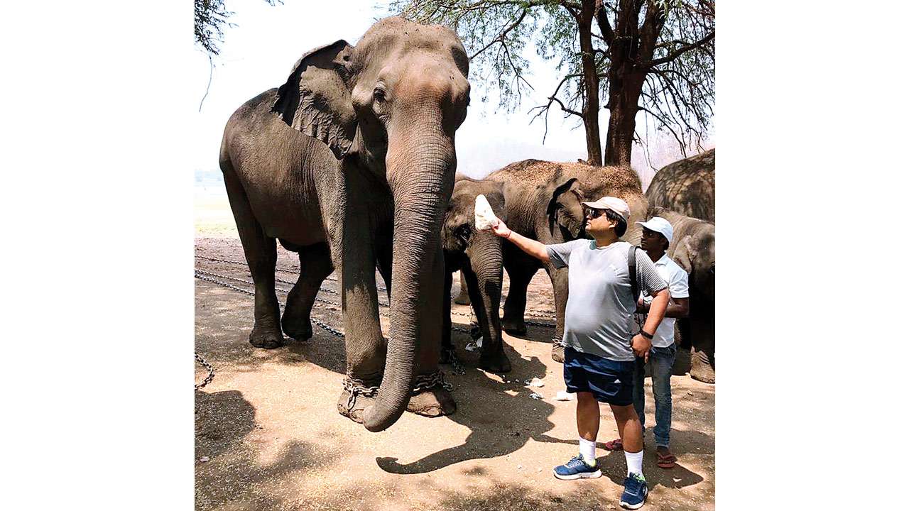 Maharashtra: Soon, relive the 'Haathi Mere Saathi' experience