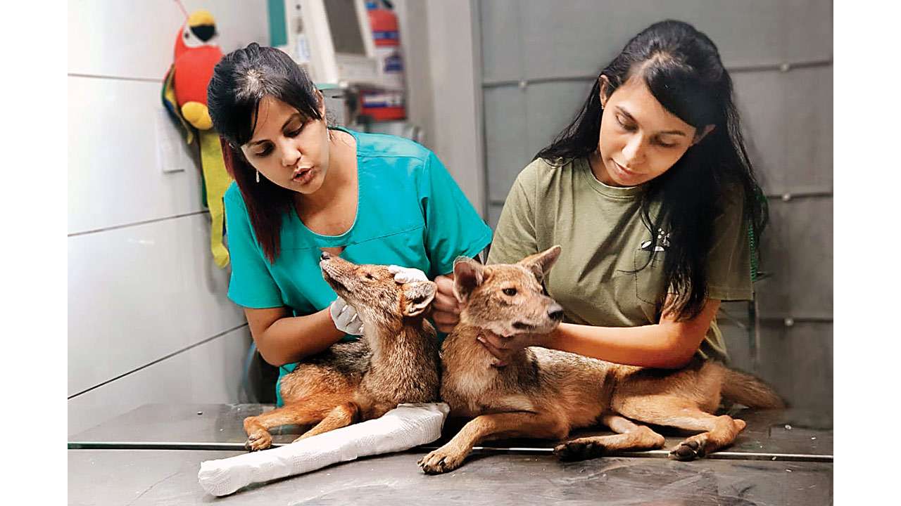 Mumbai: Deadly parasite kills three rescued jackals, two critical