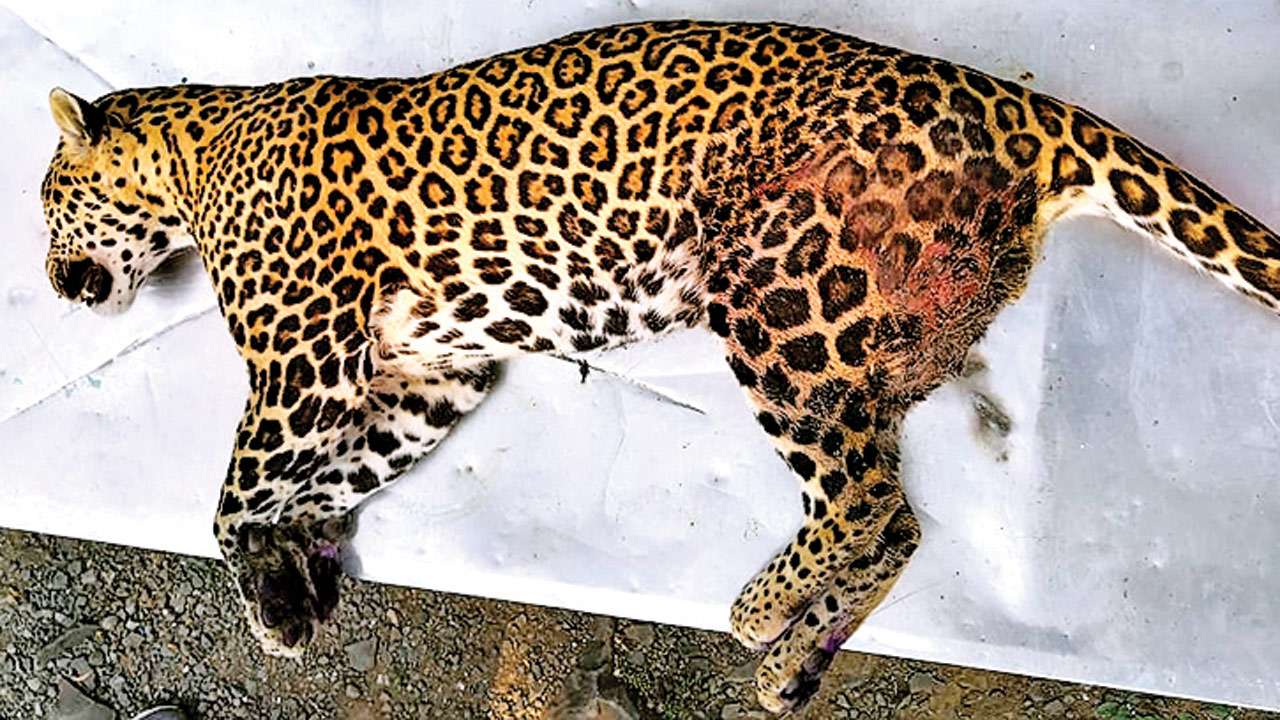 Possible hit by a vehicle caused leopard's death near Vasai