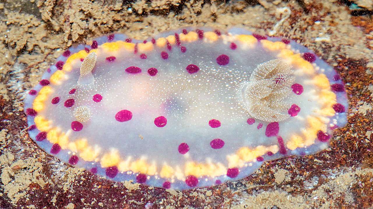 Bombayana slug spotted in Mumbai after 72 years