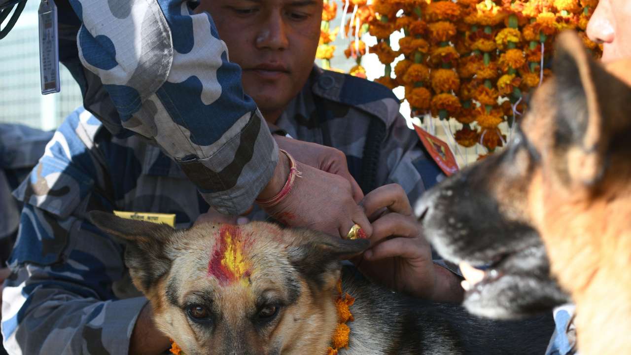 A dog's life: In Nepal, the Kukkur Tihar is a festival to worship man's ...