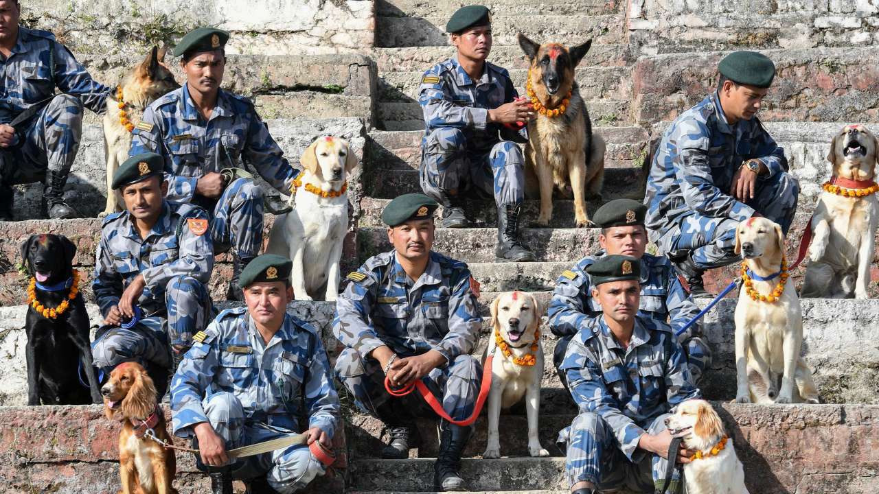 A dog's life: In Nepal, the Kukkur Tihar is a festival to worship man's ...