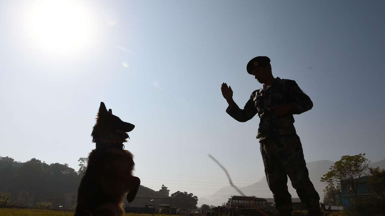 A dog's life: In Nepal, the Kukkur Tihar is a festival to worship man's ...