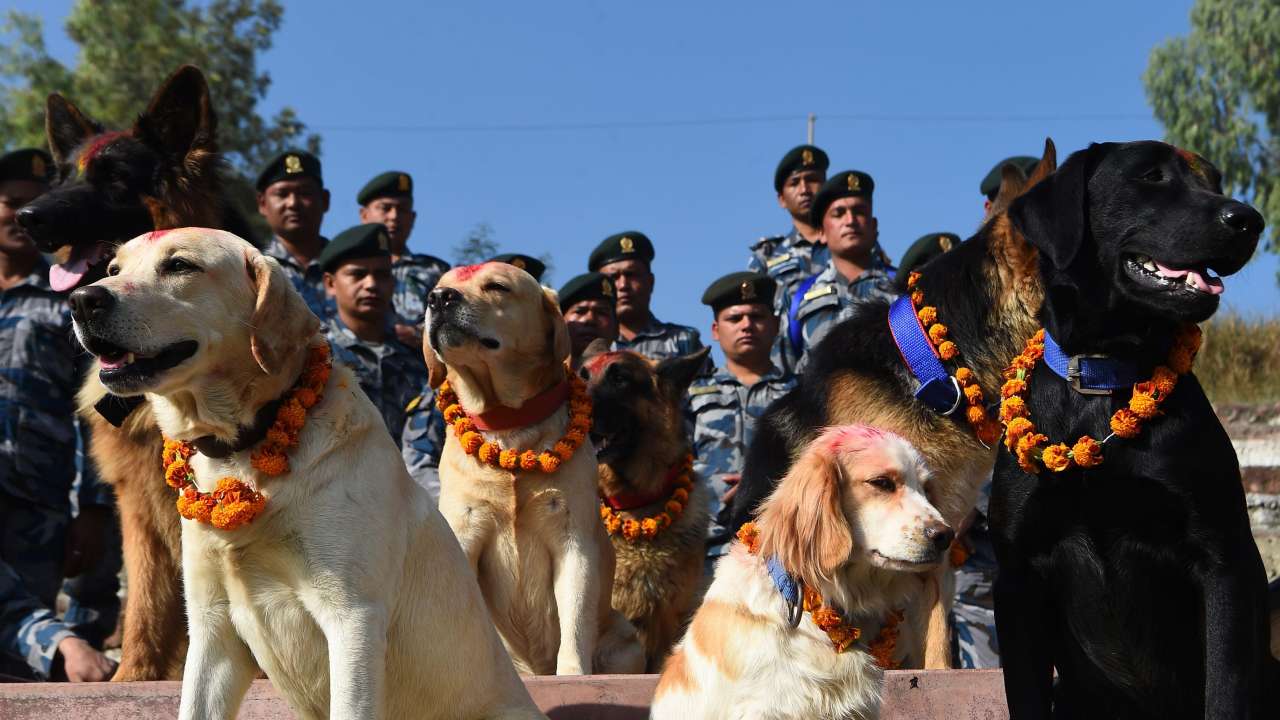A dog's life: In Nepal, the Kukkur Tihar is a festival to worship man's ...