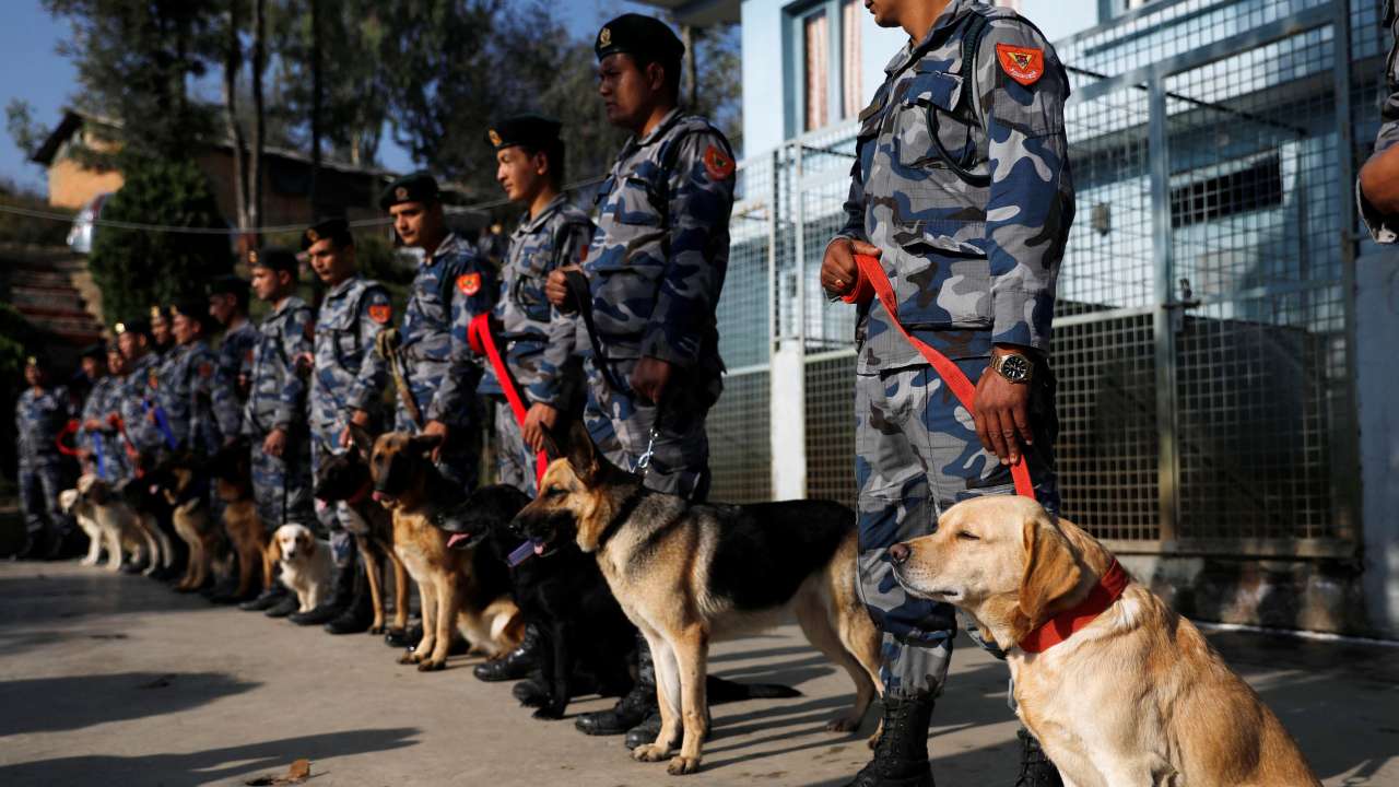 A dog's life: In Nepal, the Kukkur Tihar is a festival to worship man's ...