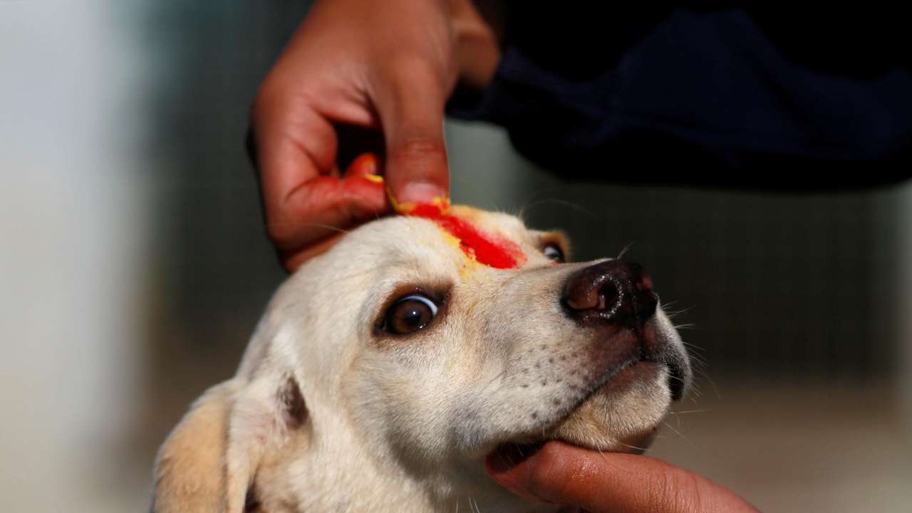 A dog's life: In Nepal, the Kukkur Tihar is a festival to worship man's ...