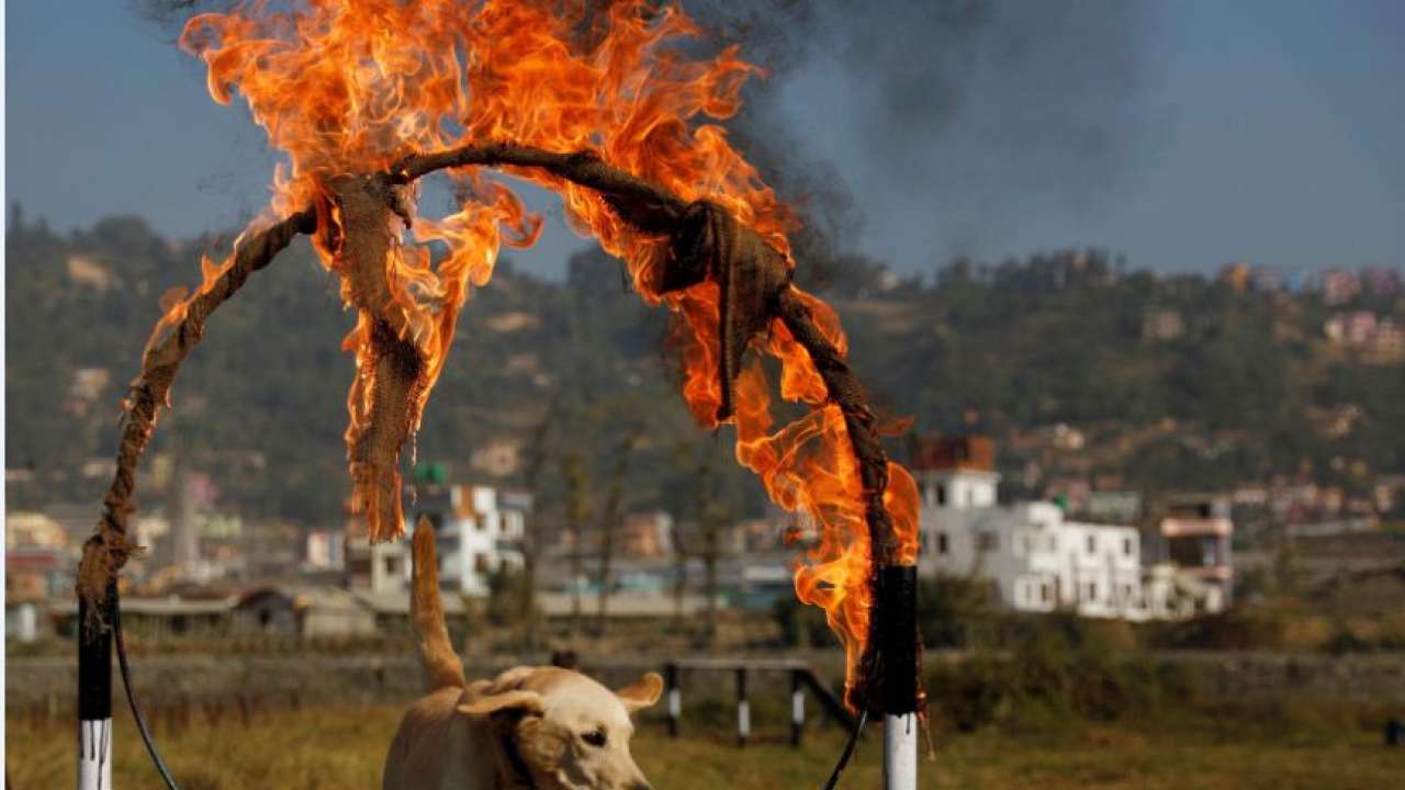 A dog's life: In Nepal, the Kukkur Tihar is a festival to worship man's ...