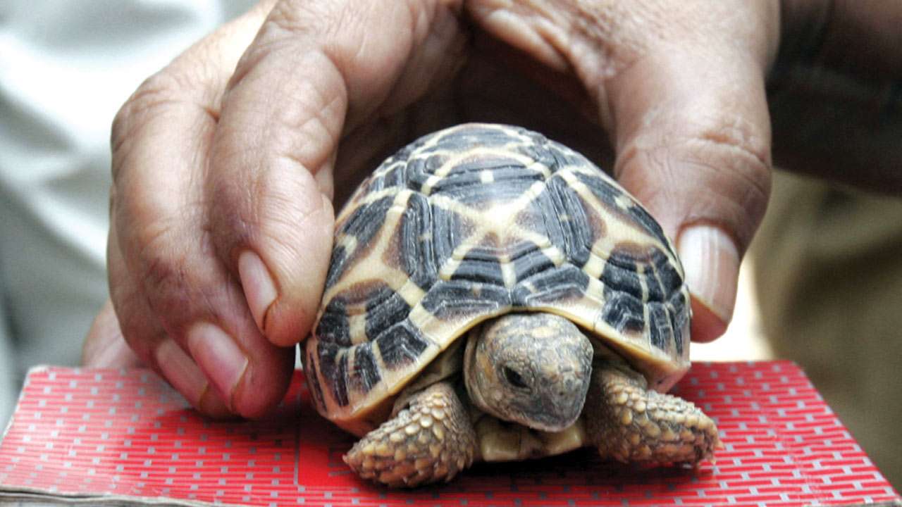 Rajasthan: GRP recovers 38 tortoise being smuggled in Delhi-bound train