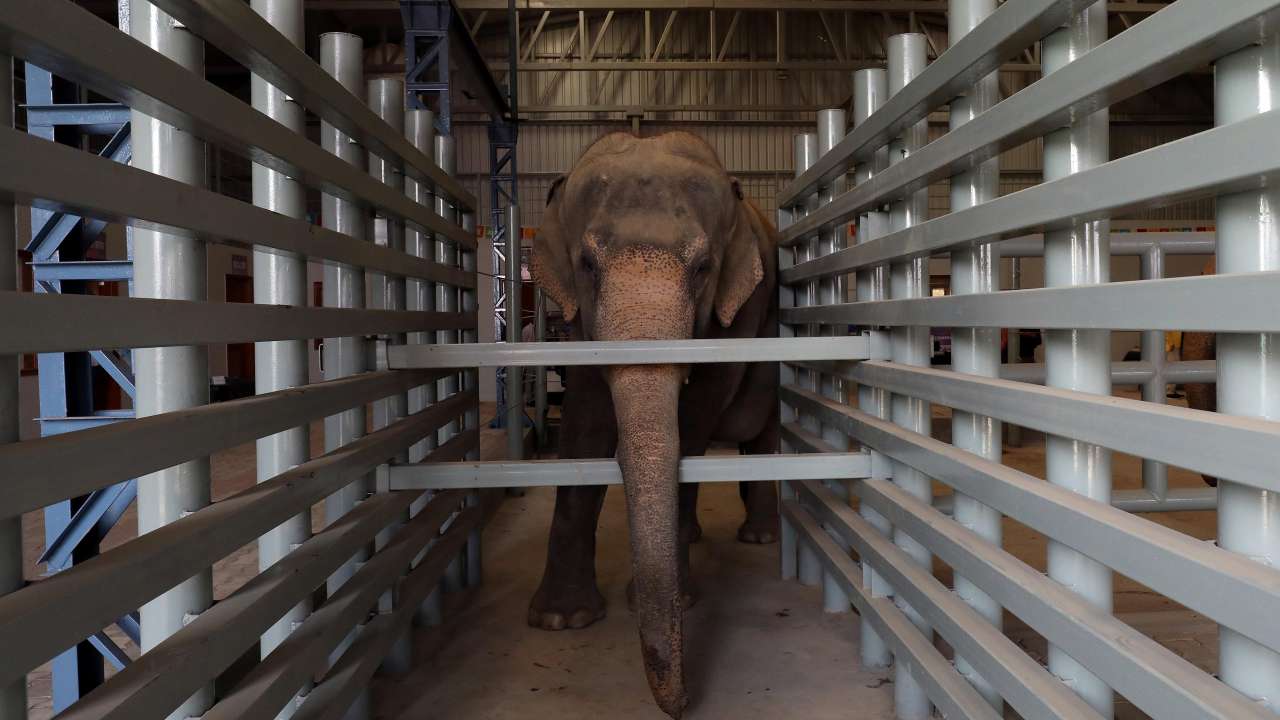 In Pics: In Mathura, a first-of-its kind hospital only for elephants