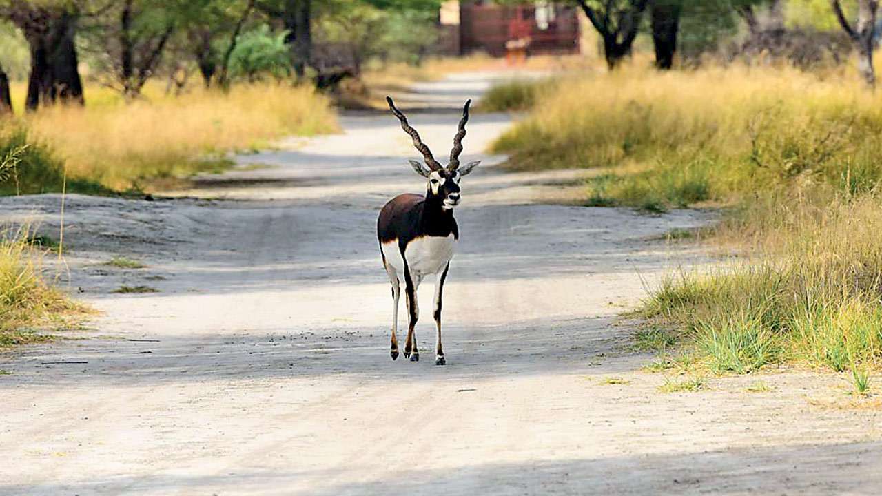Rajasthan: Tal Chhapar black bucks wait for newer pastures