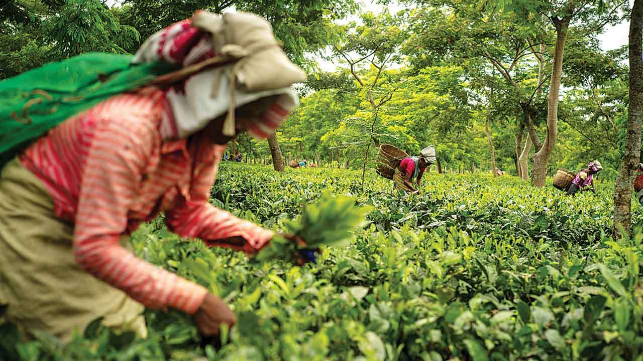 UAE group takes control of Assam Co, the oldest tea company