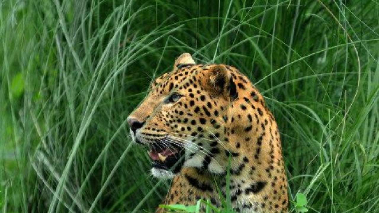 Spotted on Kalka-Shimla heritage track: Leopard on platform, on tracks