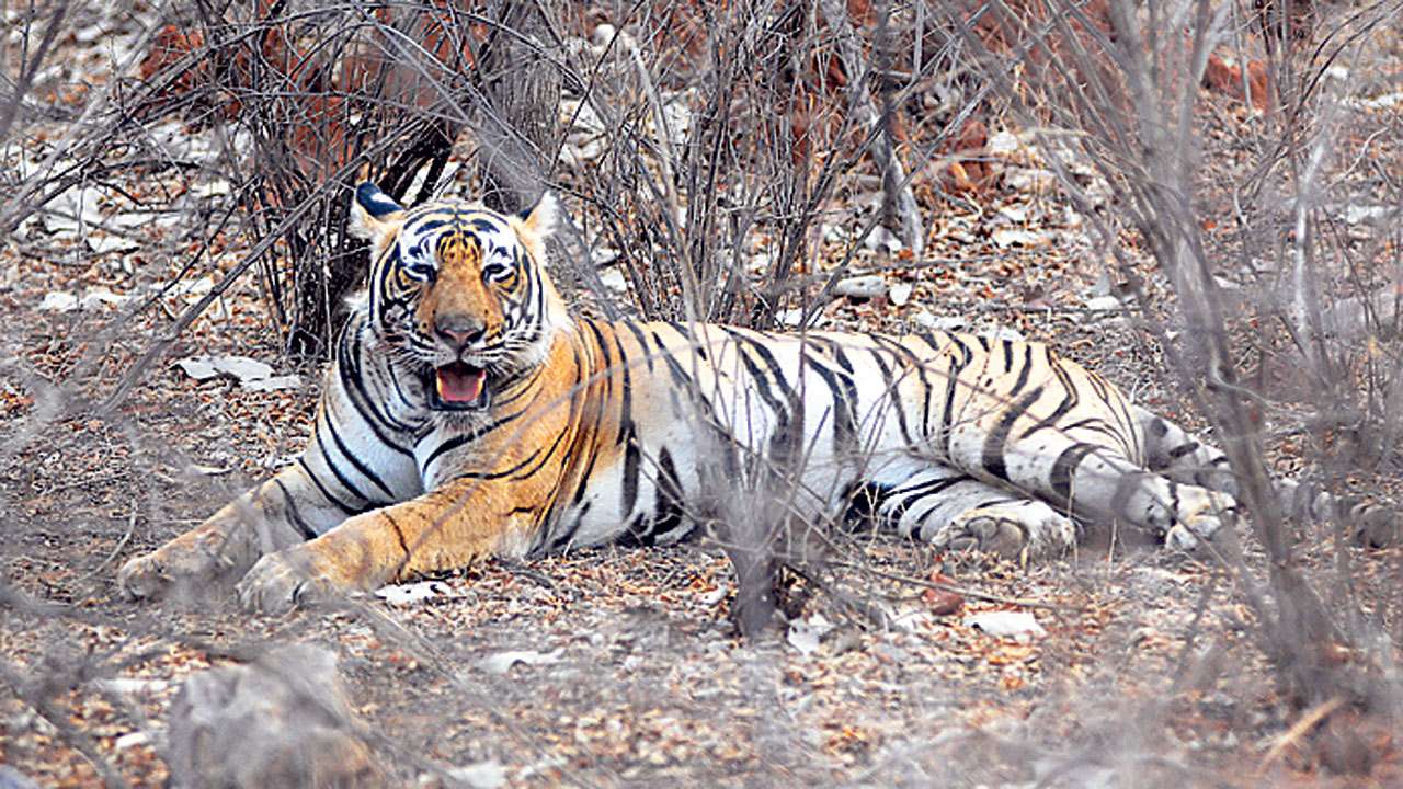 Now, female tigers can be relocated to Mukundra Tiger Hills Reserve
