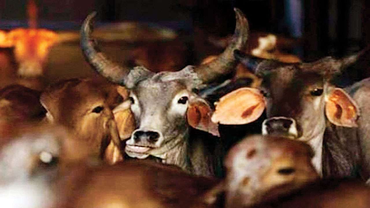 15 new breeds of livestock, poultry to get registered