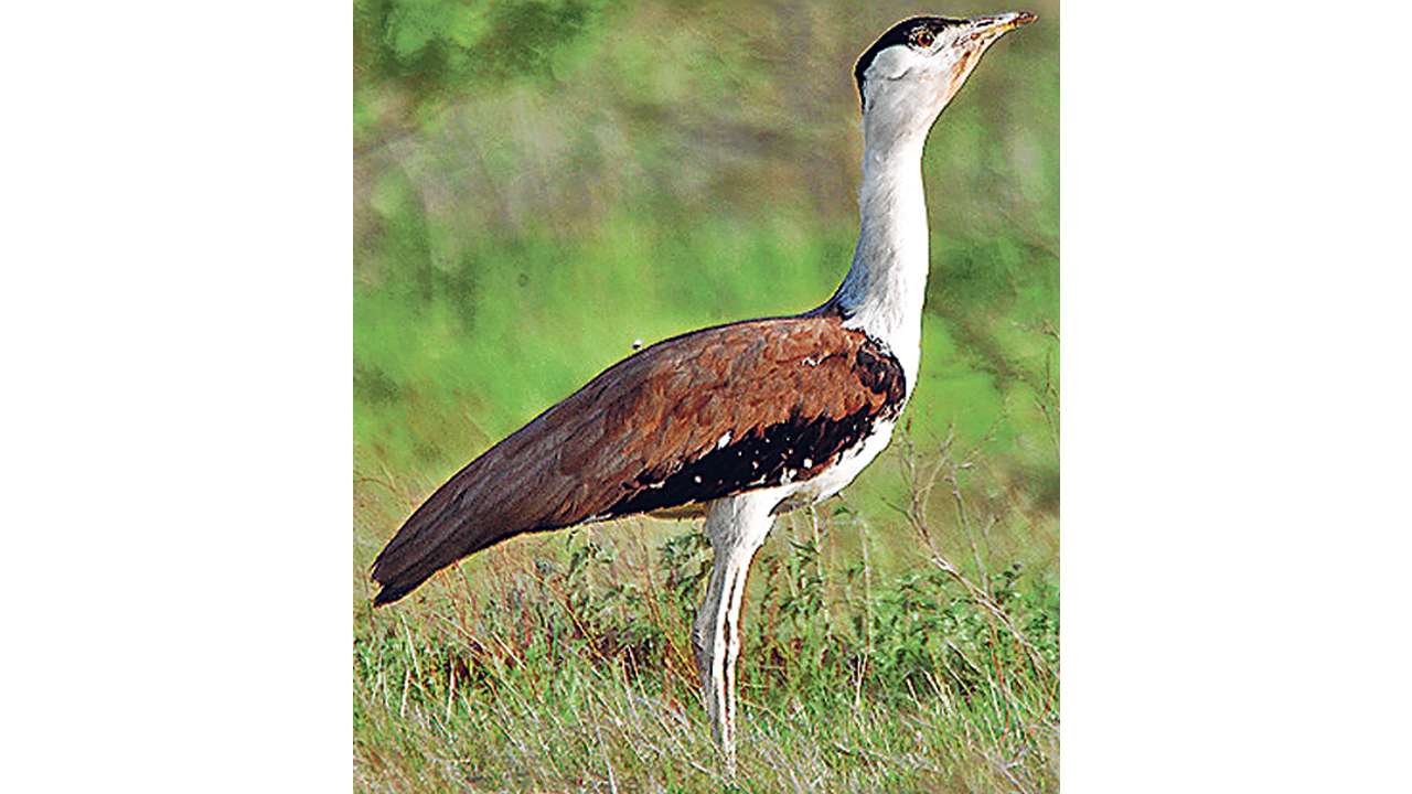 Bustards 'shocked' to extinction in Rajasthan