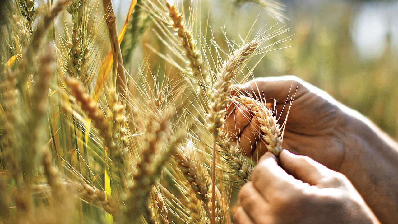 Dearth In Rainfall Low Reservoirs Hurt Sowing Of Rabi Crops Dearth In Rainfall Low Reservoirs Hurt Sowing Of Rabi Crops