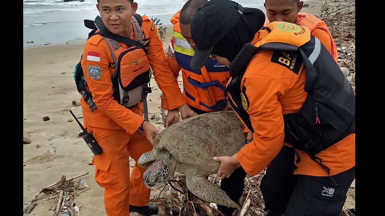 'All lives matter': Indonesia saves tsunami-stranded turtles