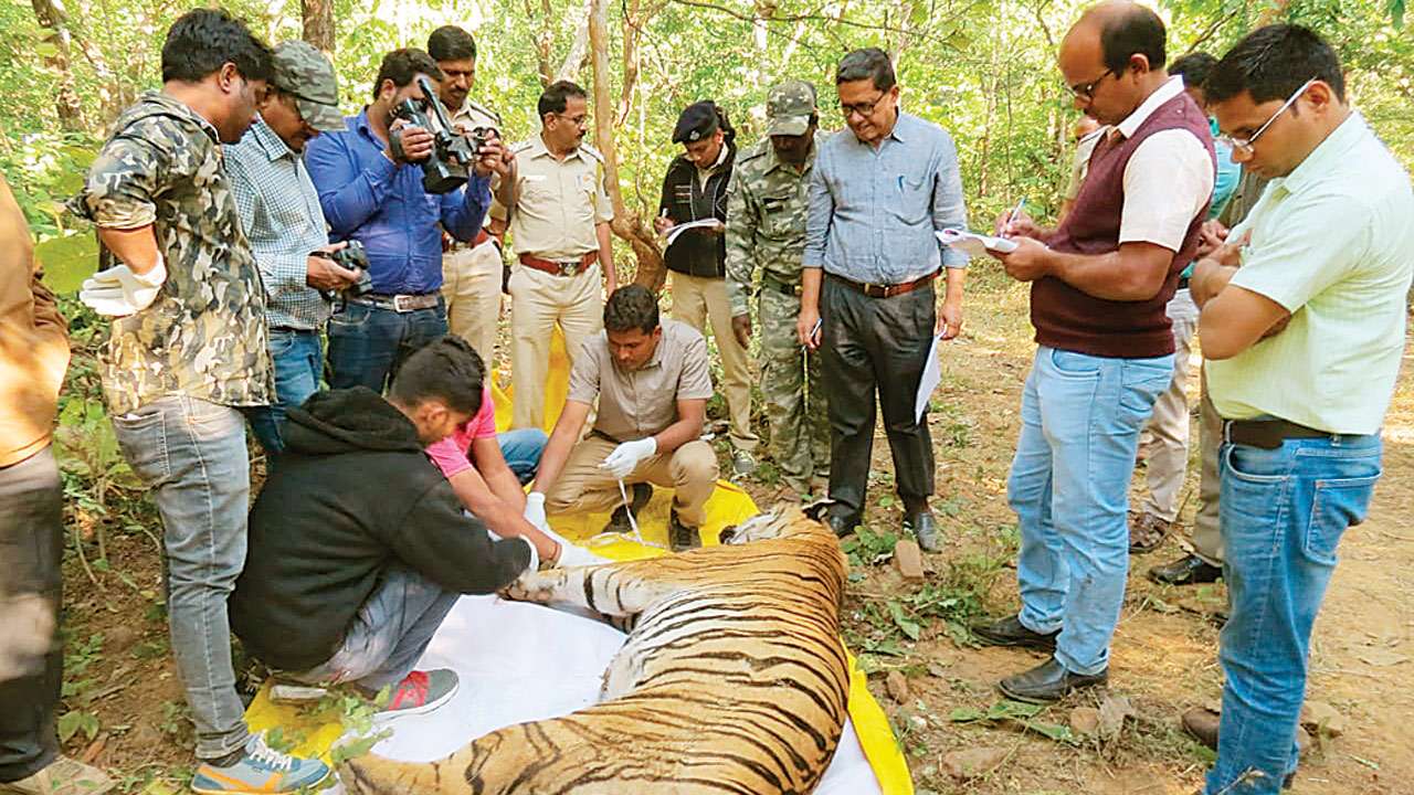 Maharashtra: Second tiger dies in 24 hours, most probably poisoned
