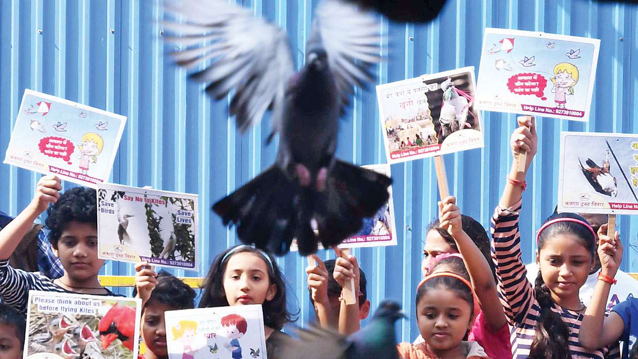 Indian vets incapable of handling Makar Sankranti bird injuries