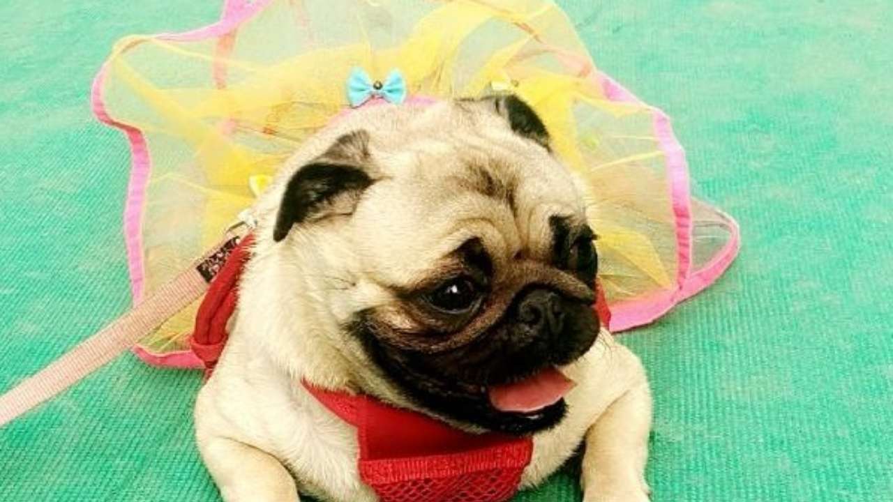 Pet Fed 2019: 10 cosplaying dogs to brighten up your Sunday