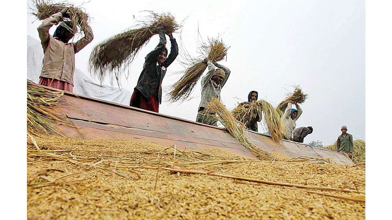 Gujarat: Farmer leaders doubt rabi acreage claims Gujarat: Farmer leaders doubt rabi acreage claims