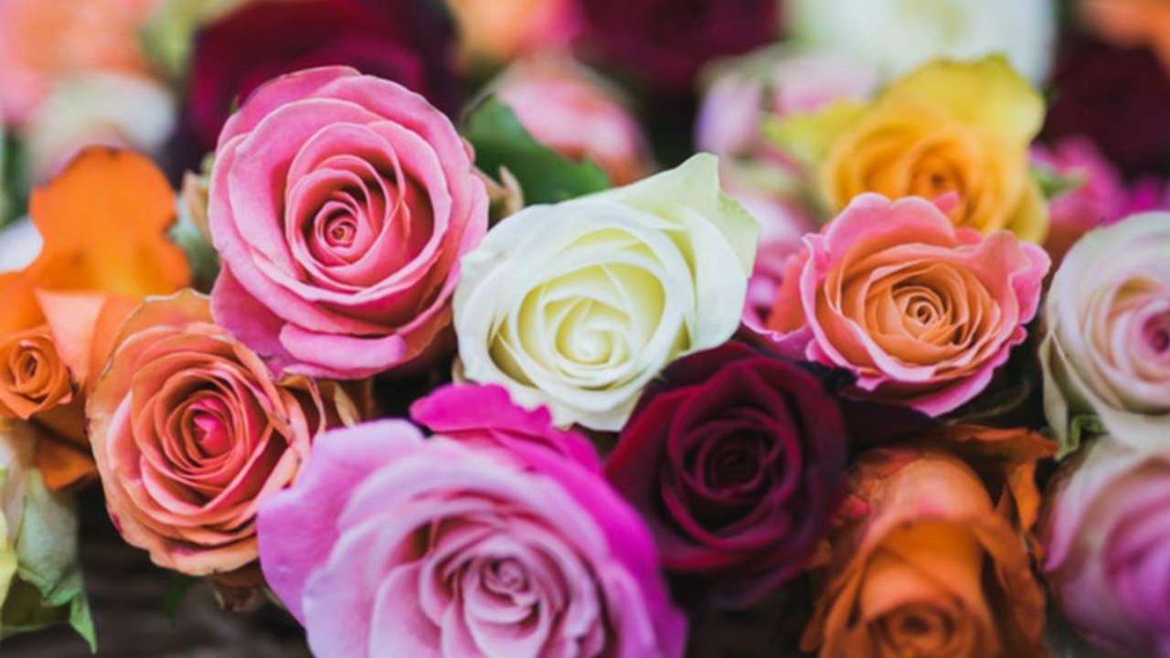 Rose Day: Here’s all you need to know about the different type of roses