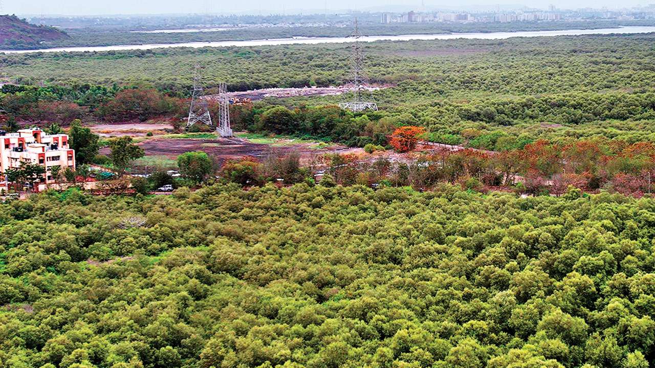 Gujarat High Court stays destruction of mangroves along Victor Port