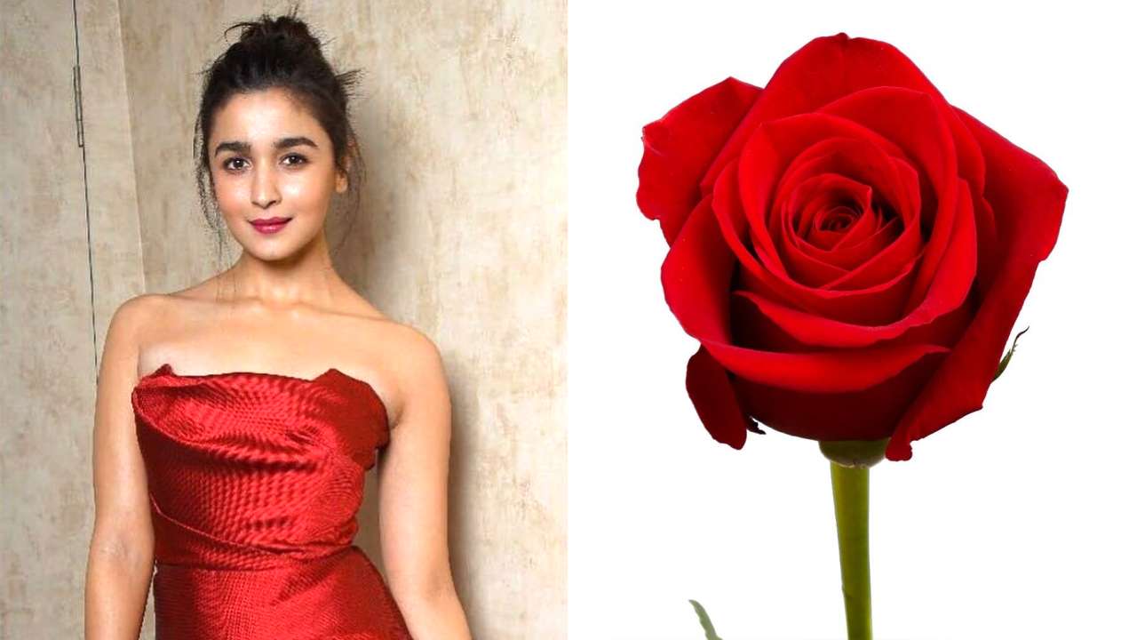This Rose Day 2019, we would give Red to Alia Bhatt, White to Deepika ...