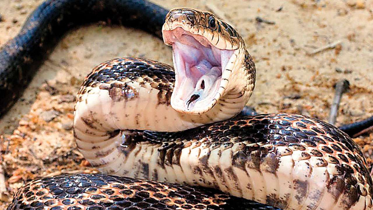 Valentine s Day 2019 From Naming A Cockroach To A Snake After Them 