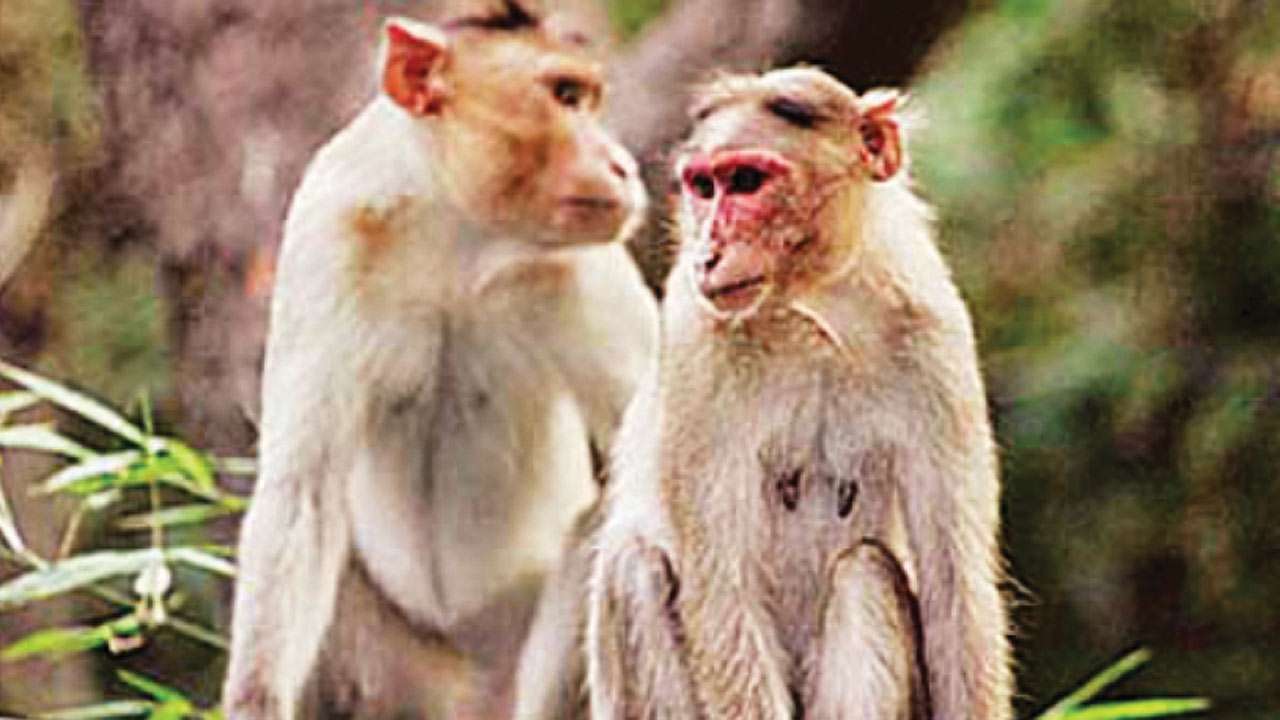 Monkeys declared vermin in Himachal, third time since 2016