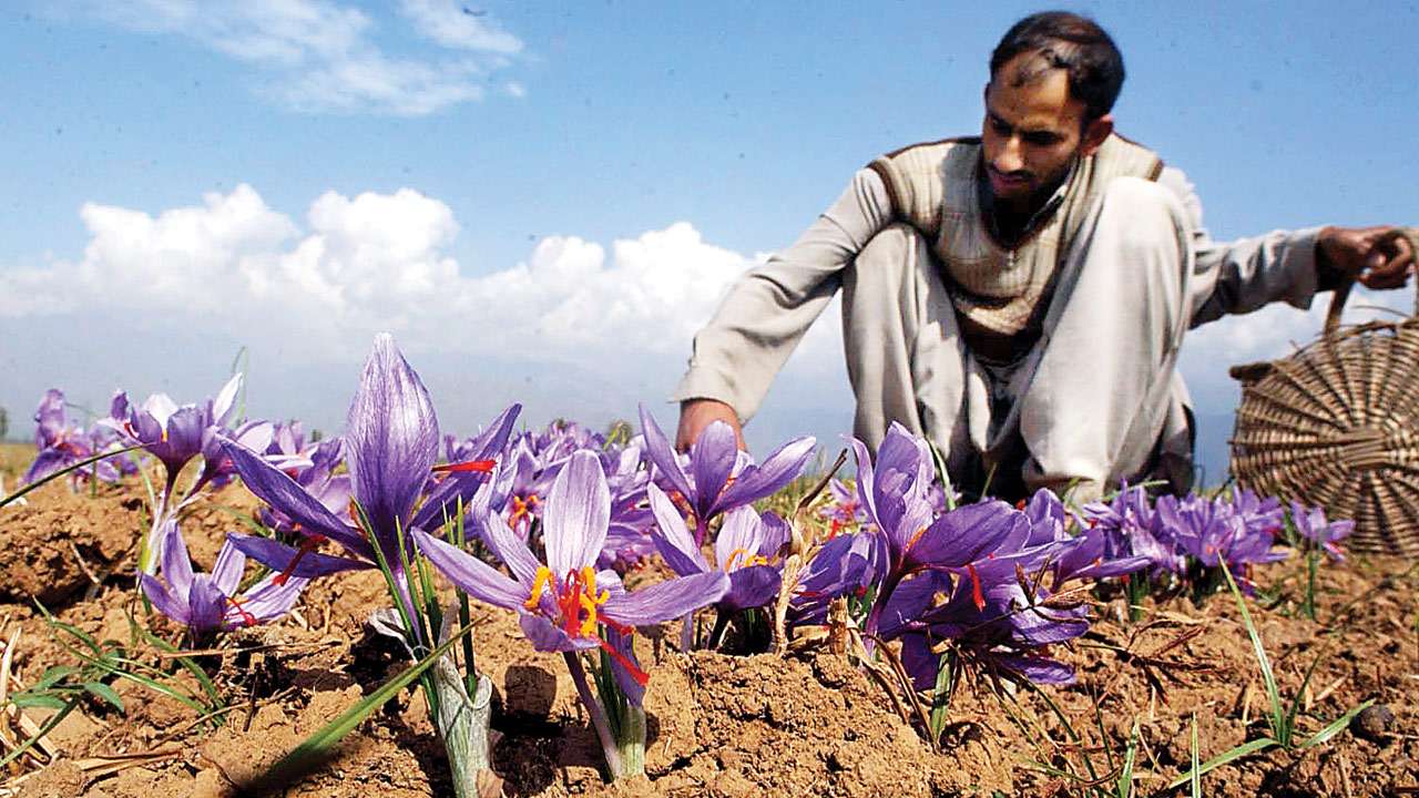 Kashmir's kesar takes hit due to drought, rain
