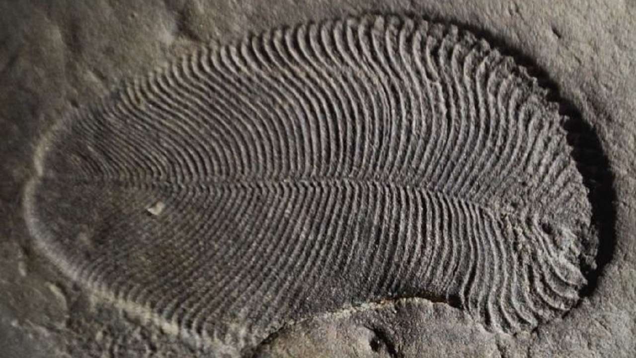 Scientists discover new 'biosignature' to track remains of ancient life