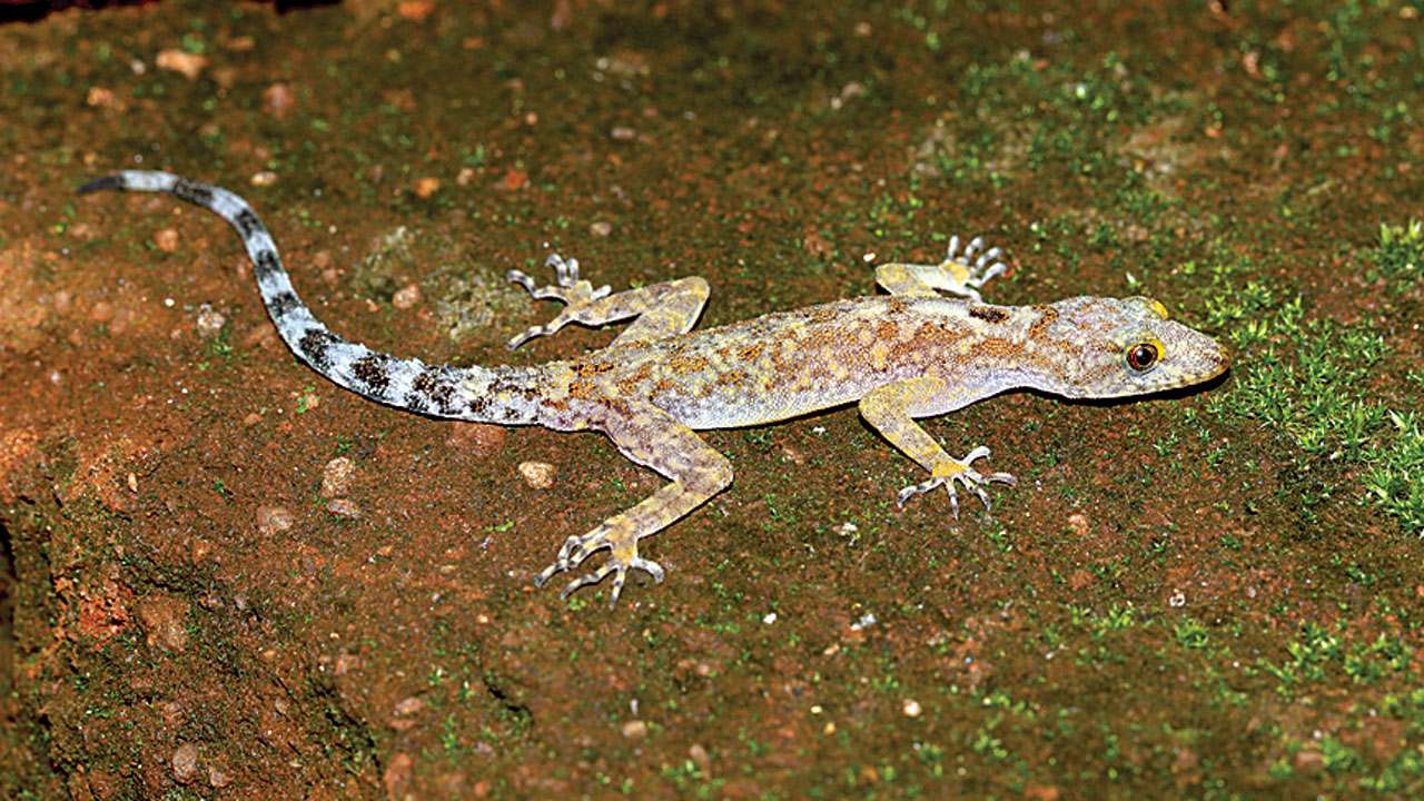 Researchers name gecko after Tejas Thackeray