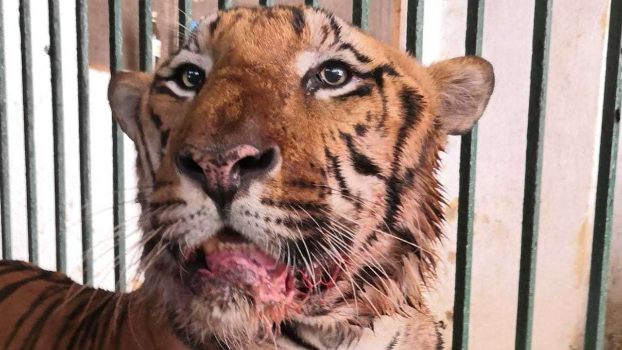 Mumbai: SGNP’s star tiger Yash diagnosed with rare cancer