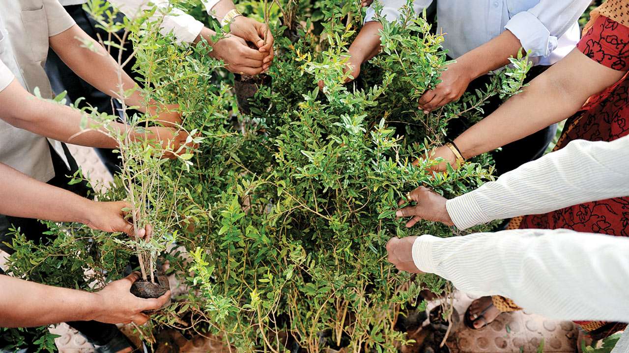 Gujarat govt to distribute 10 crore saplings on Environment Day