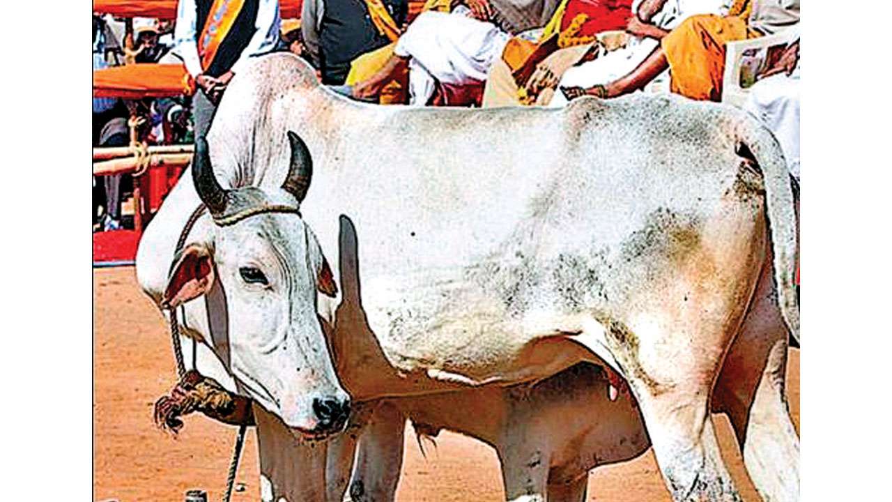Ahmedabad: 62-year-old gored and trampled to death by cow, cattle owner ...