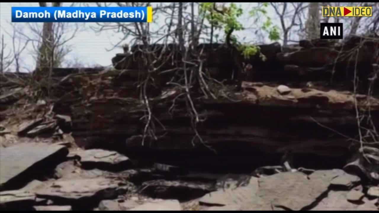 Animals hit by water scarcity in MP’s Damoh