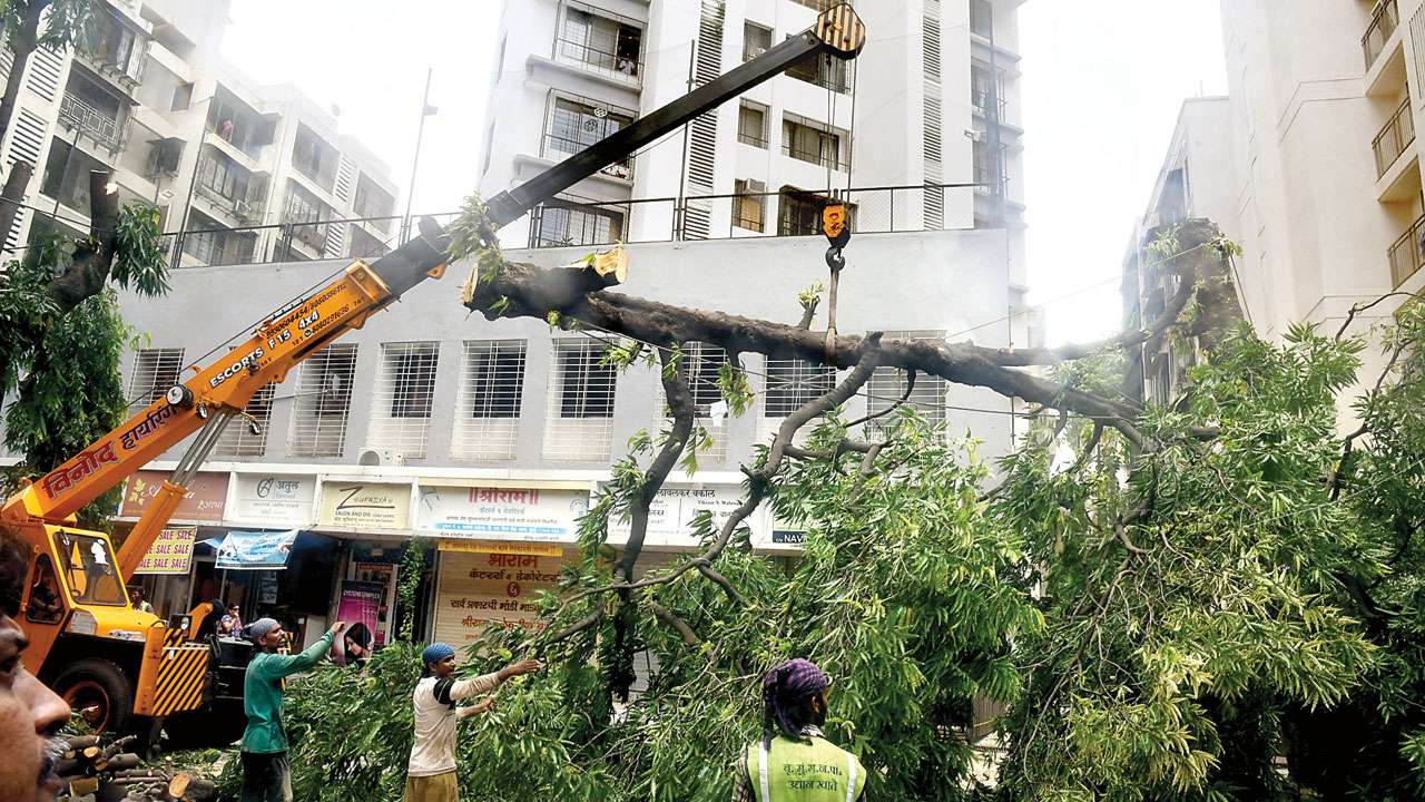 384 trees collapse in only four days in Mumbai