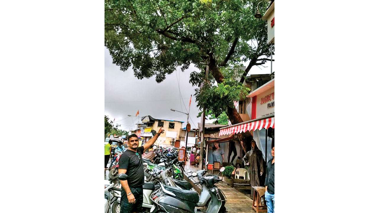 Mumbai ka DNA: Tilting tree a bother, BMC doesn't care
