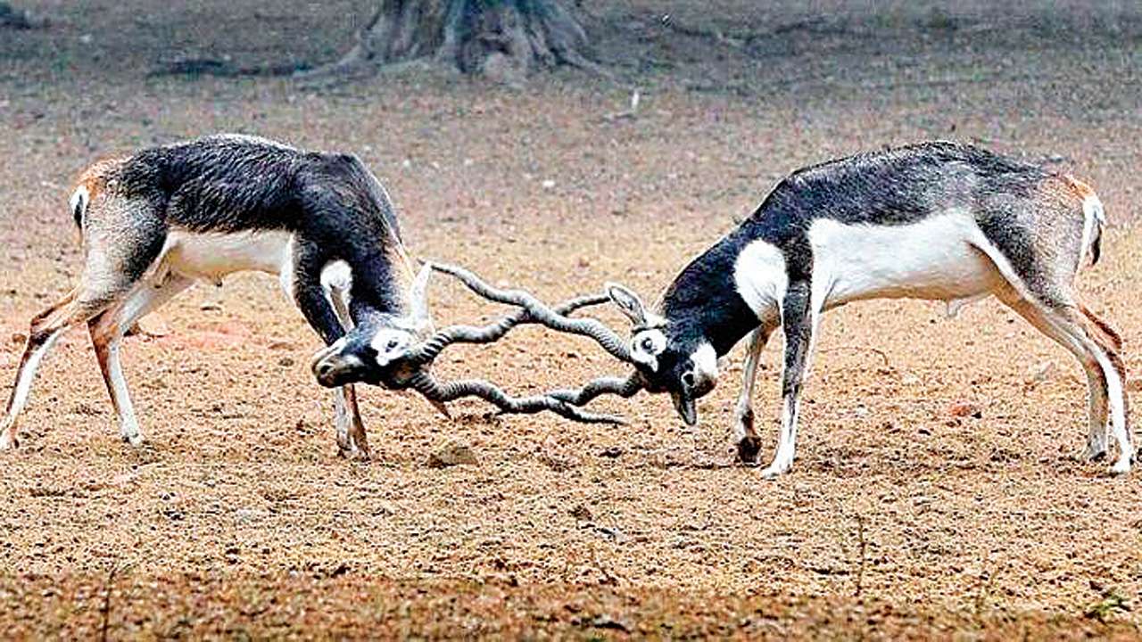 139 blackbucks killed in 10 years