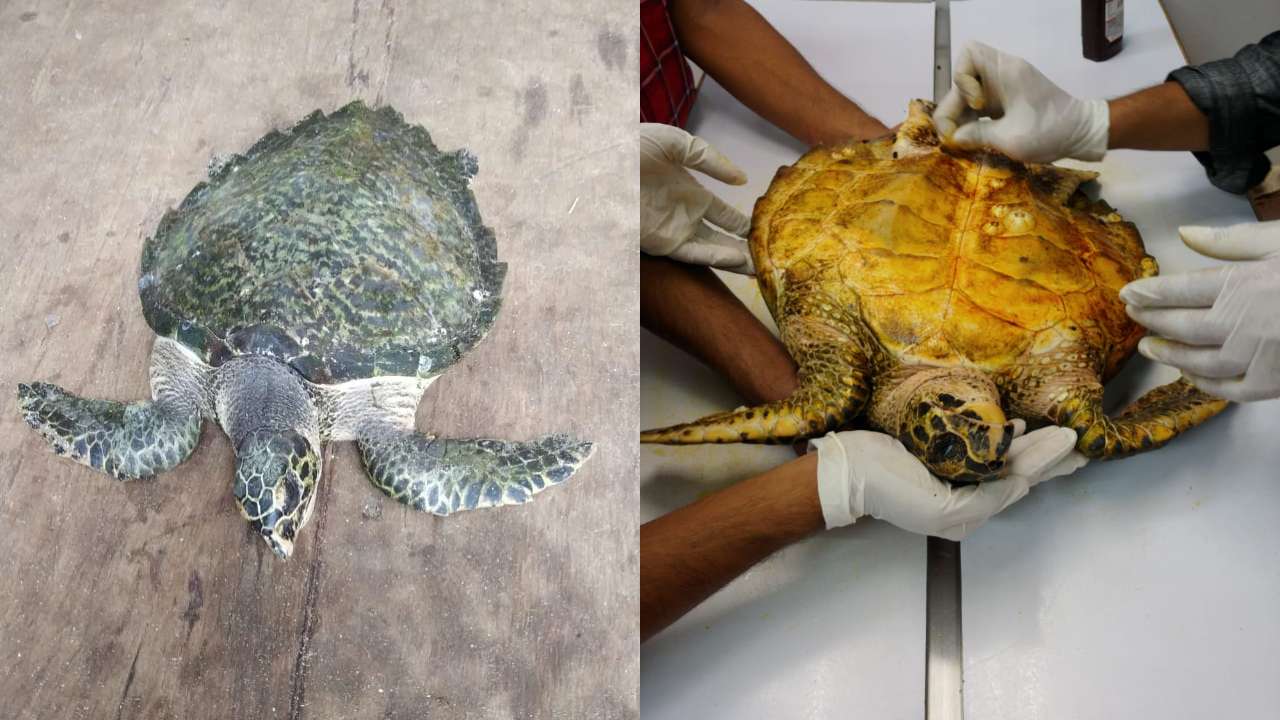 Rare and endangered Hawksbill turtle found stranded on Versova beach ...