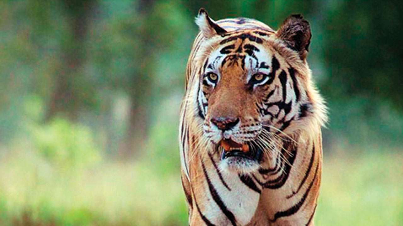 Tiger numbers rise: Five stars for more stripes, but conservation gets ...