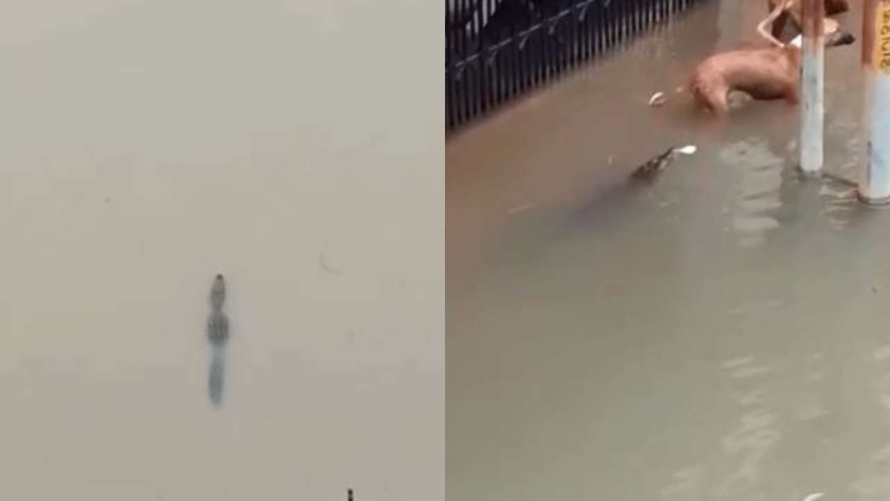 Watch: As rains inundate Vadodara, crocodiles seen entering residential area