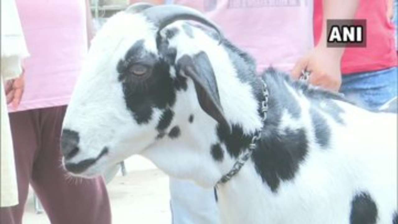 Uttar Pradesh: Goat with Allah written on it up for sale for whopping ...